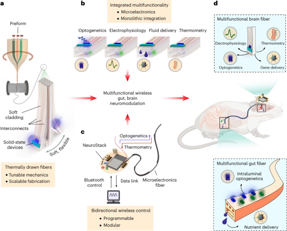 Multifunctional Neural Fibers: Modulation from Gut to Brain